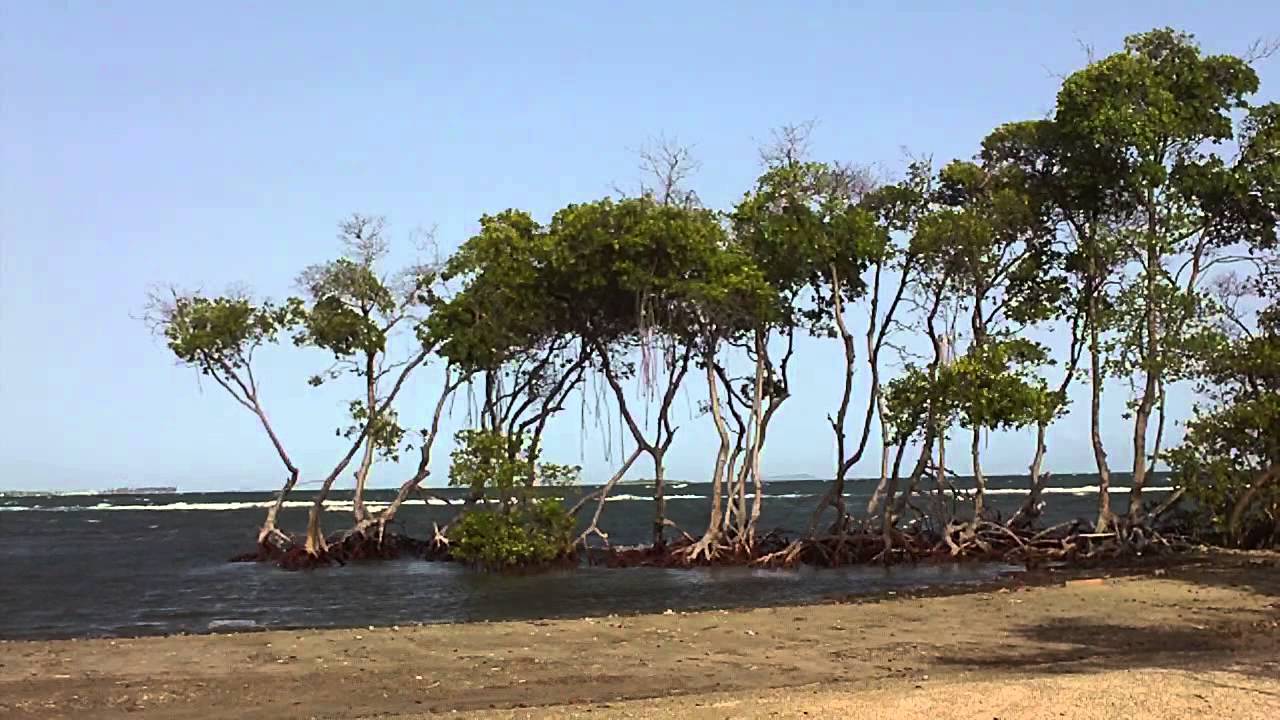 Reserva Natural Punta Cucharas - Ponce - Puerto Rico . Video XX - YouTube