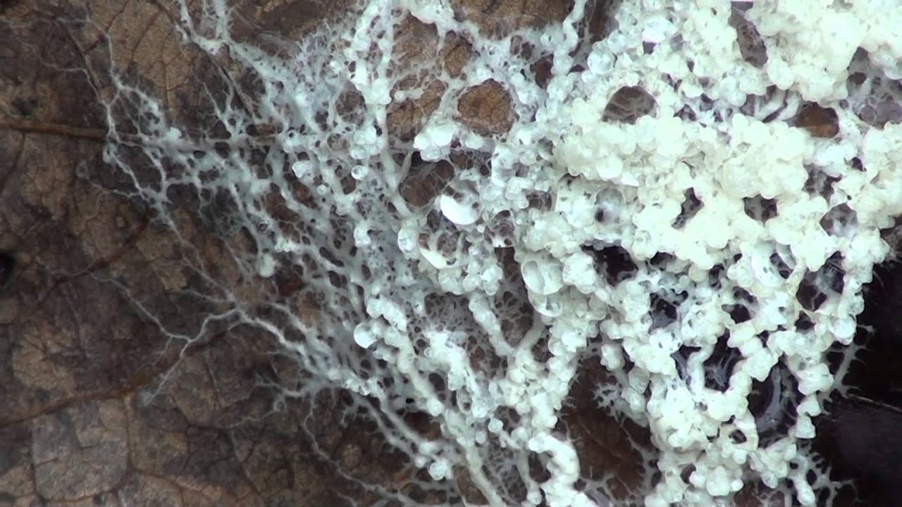 Tapioca Slime Mold (Myxomycota: Brefeldia maxima?) - YouTube