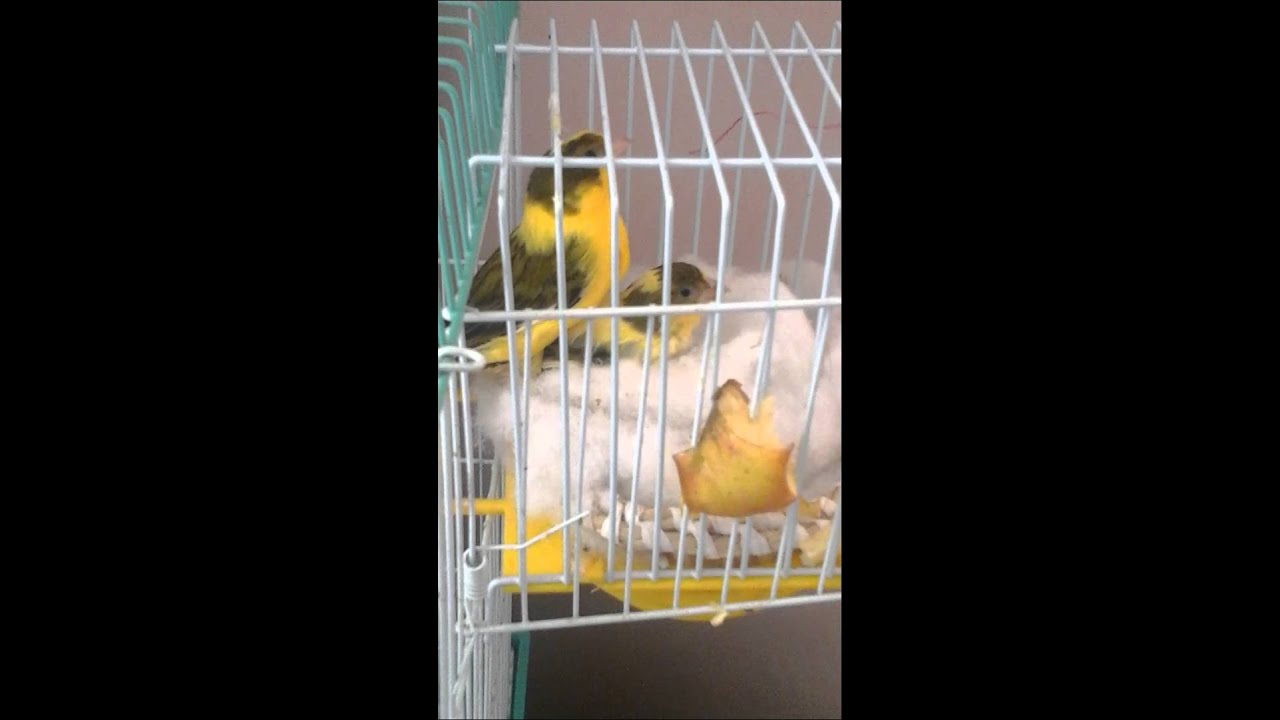Les maladies des canaris - YouTube