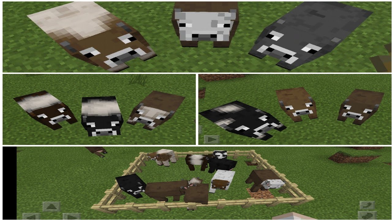 NOVAS textura para vacas 🐮- Minecraft bedrock - YouTube