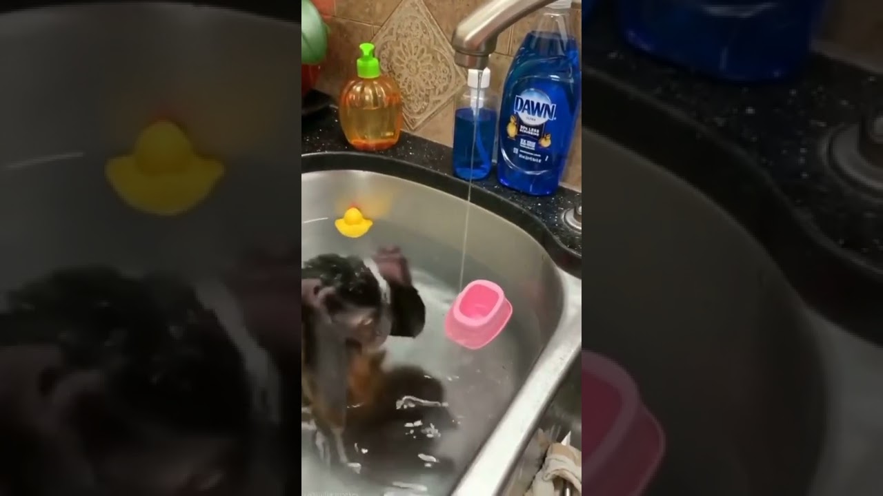 Cute Monkey Taking Bath under the Shower | Adorable video of lovely ...