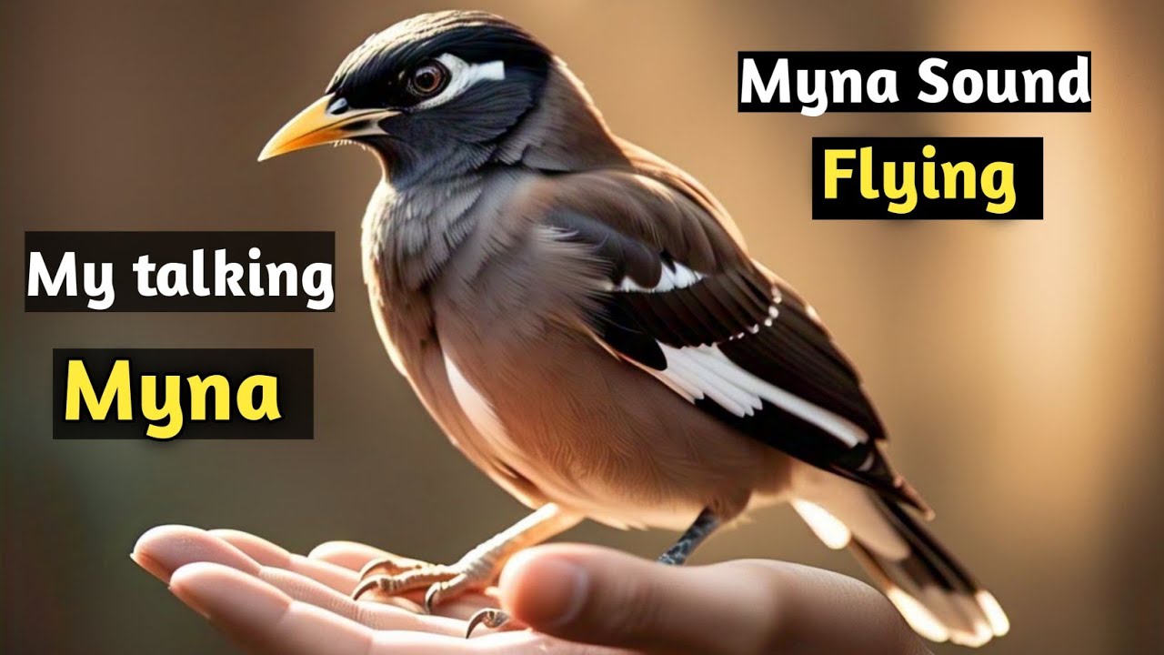 Myna bird love || myna bird talking || Myna bird voice || My myna ...
