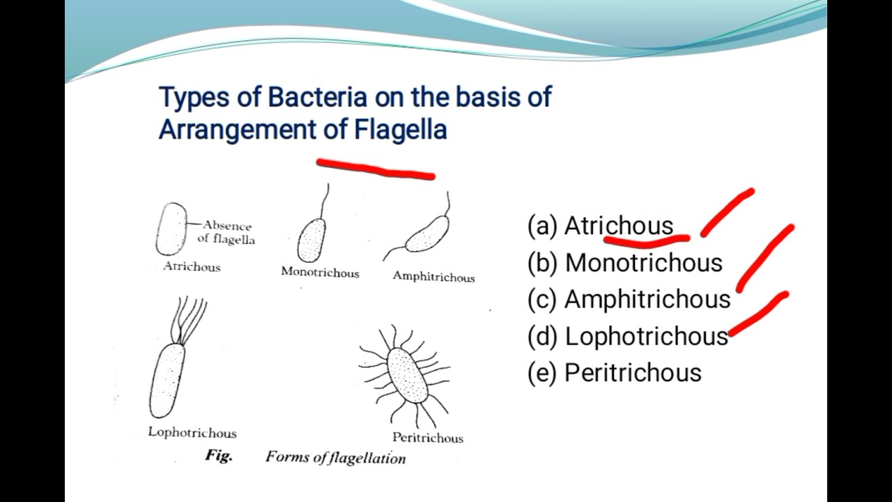 flagellation in bacteria (class 11) - YouTube