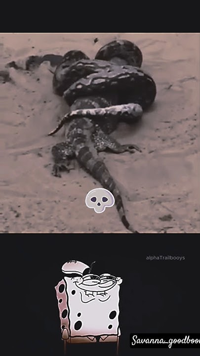 The python wraps itself around the lizard within seconds. # ...