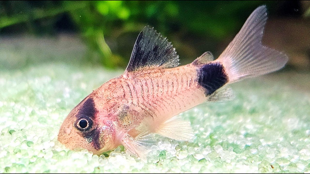 Panda Cory Aquarium Live Stream ~ Relaxing Community Fish Tank with ...