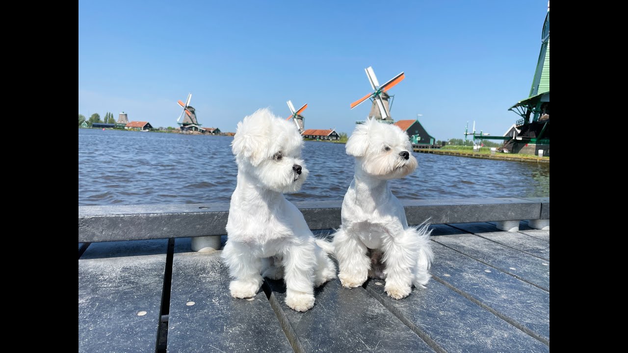 6 SIGNS THAT YOUR DOG IS LIVING A HAPPY LIFE - YouTube