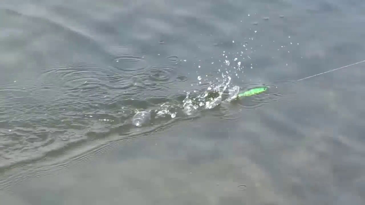 Nage Leurre de surface Kingdom Whopper Popper - YouTube