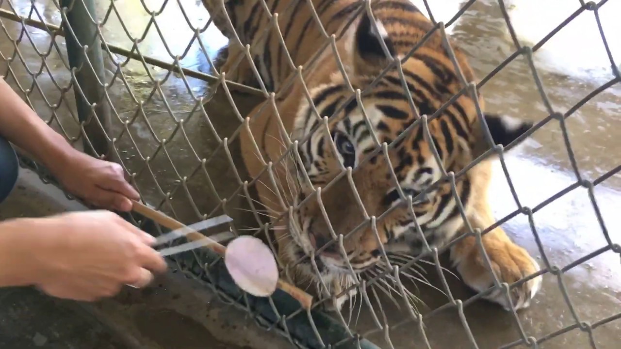 Target Training with a Tiger - Tiger Kingdom Learning Center Chiang Mai ...