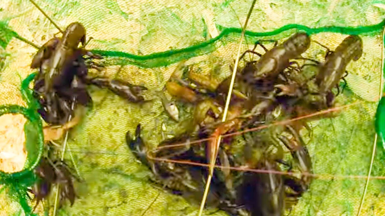 Yabbying in thick bushfire smoke - YouTube