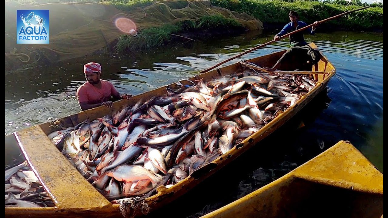 Pangasius Fish Farming In Pond | West Godavari | Fish Farming | Aqua ...