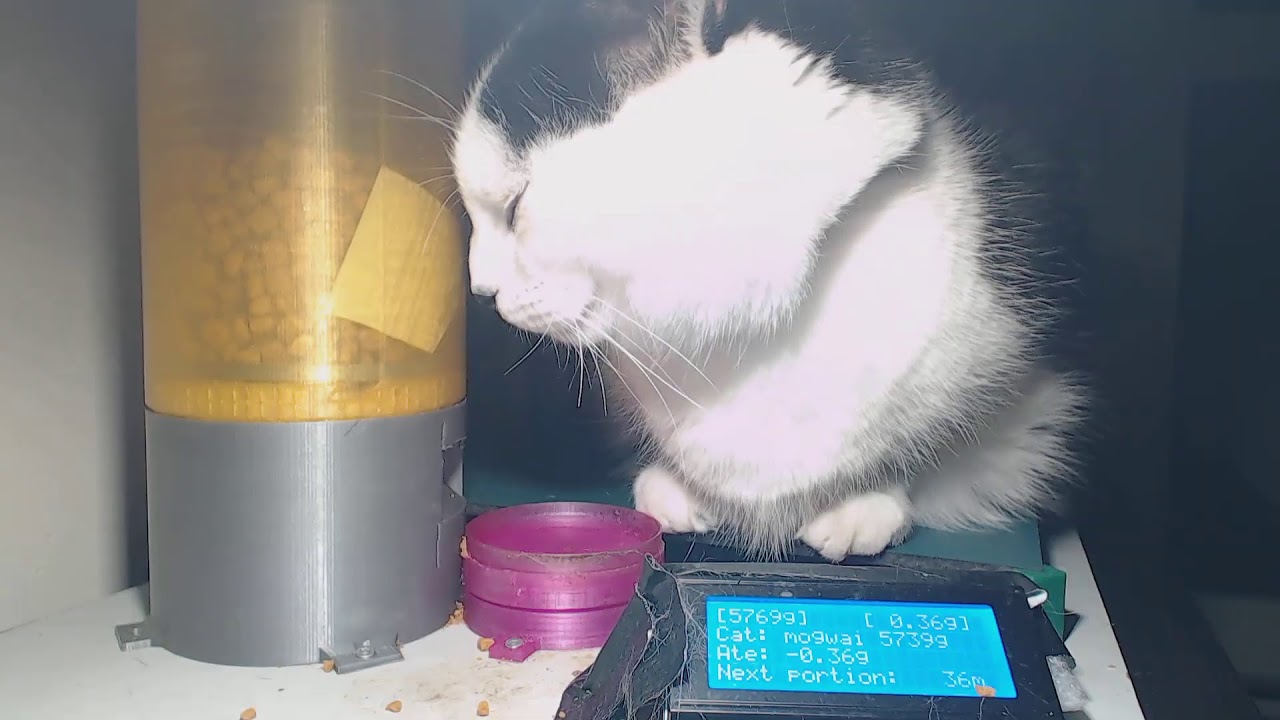 Meowton Live Stream - YouTube