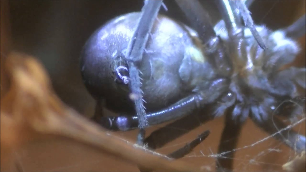 Southern House Spider: Cribellum in Action - YouTube