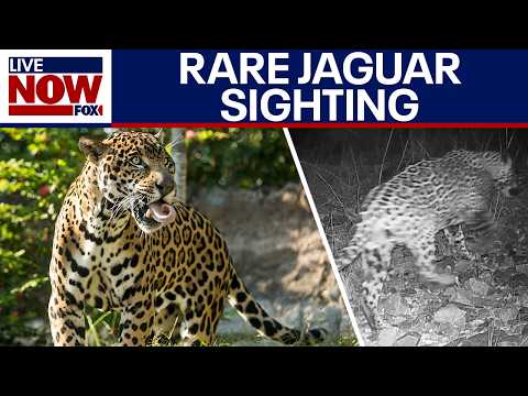 WATCH: Rare jaguar spotted roaming southern Arizona