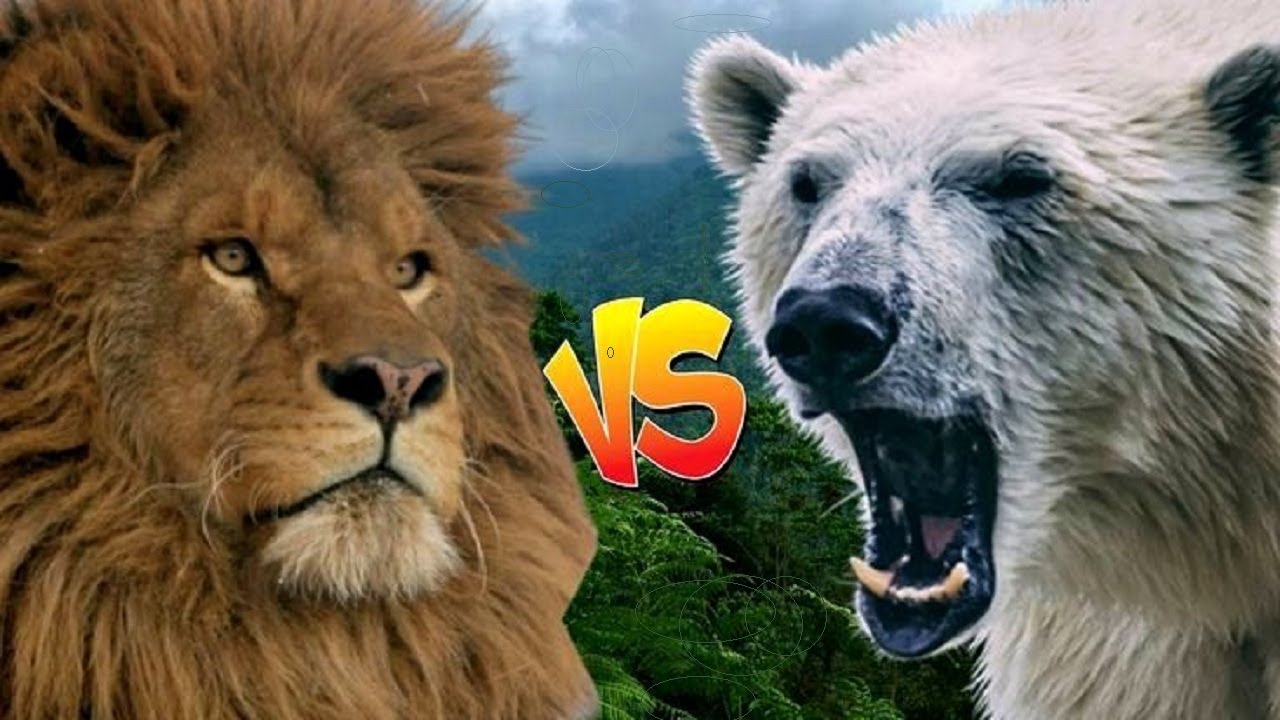 POLAR BEAR VS LION - Who would win that animal battle? - YouTube