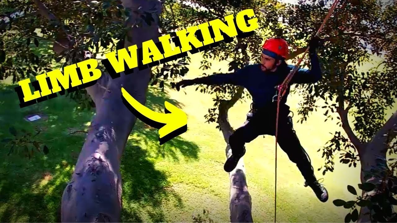 LEARNING HOW TO LIMB WALK AND SWING- Intro to Tree Climbing w/ Bino H ...