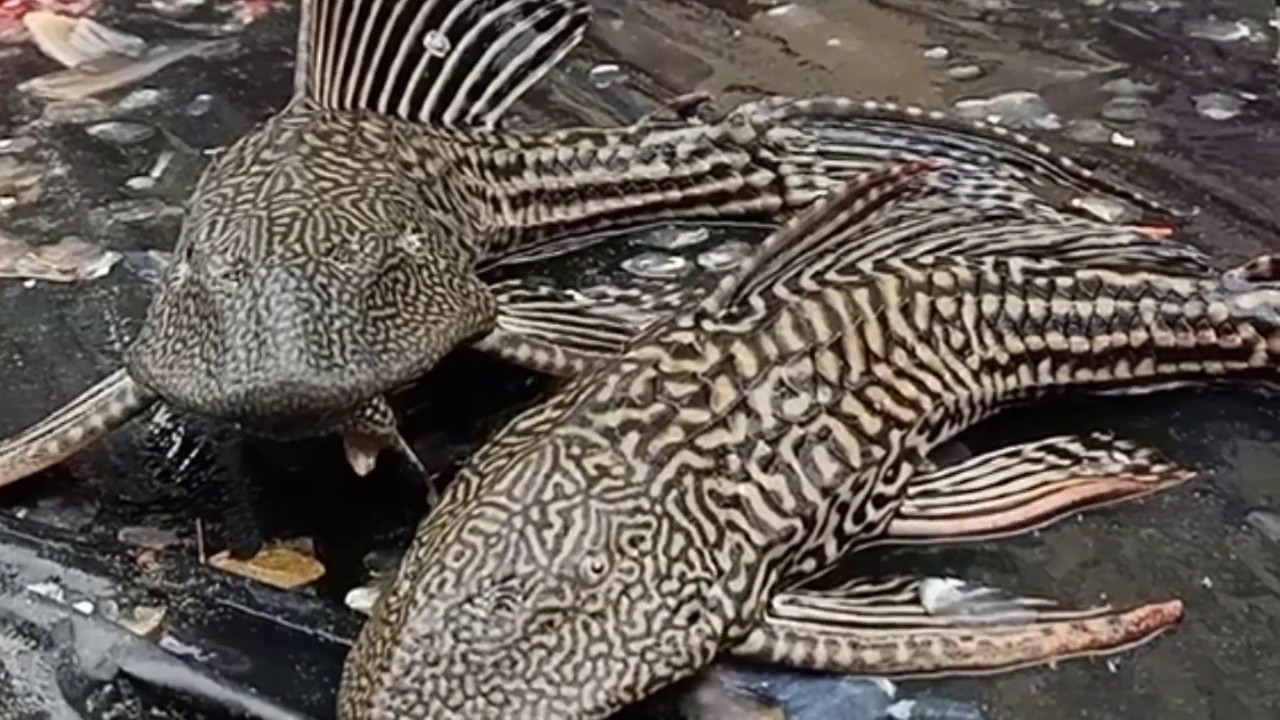 Loricariidae Cat Fish. Fighter Fish. - YouTube