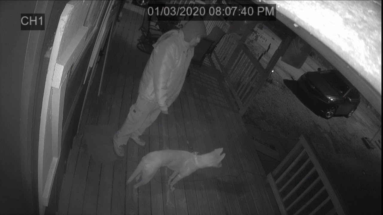 Dog spooked by Something in the woods. - YouTube