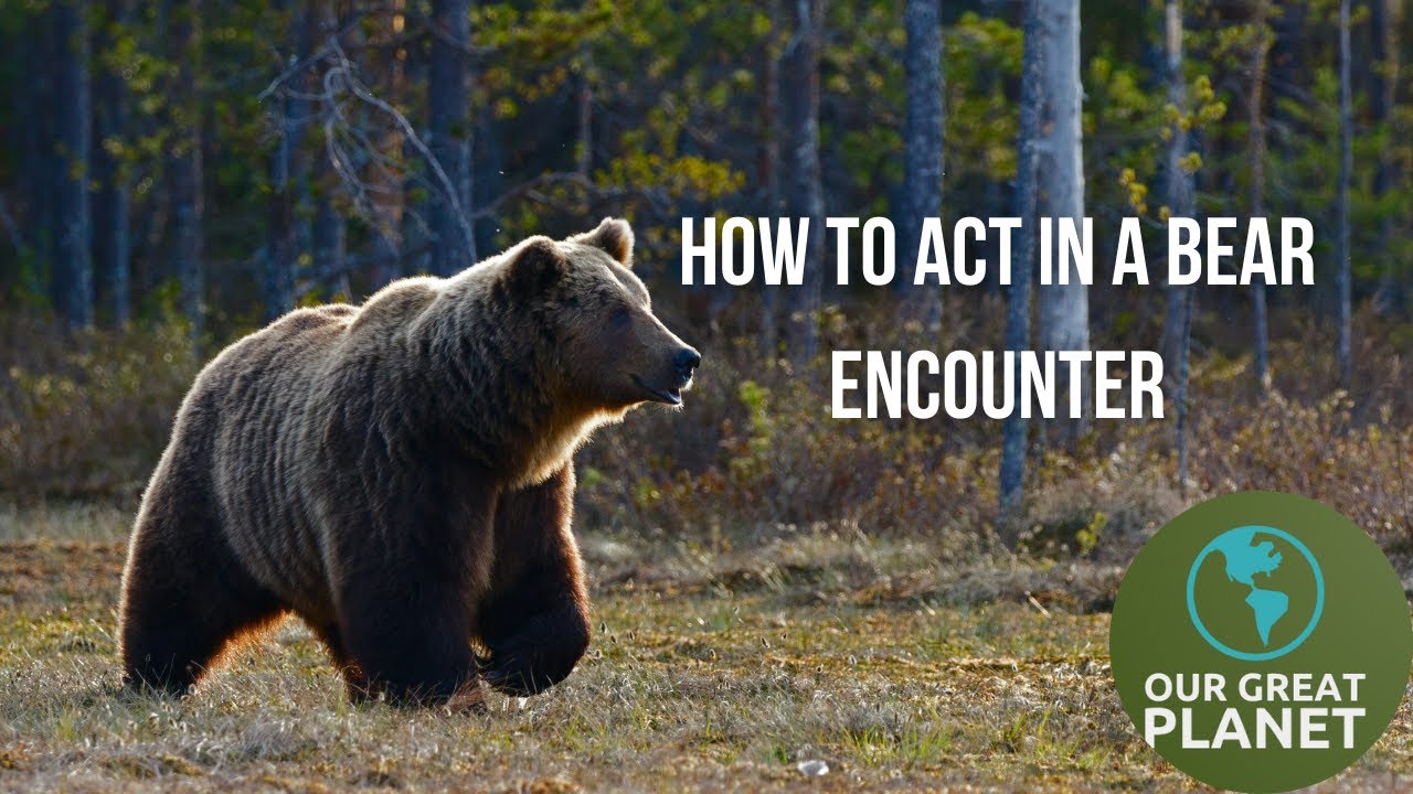 BE CAREFUL AROUND BEARS 🐻 | Here’s How - YouTube