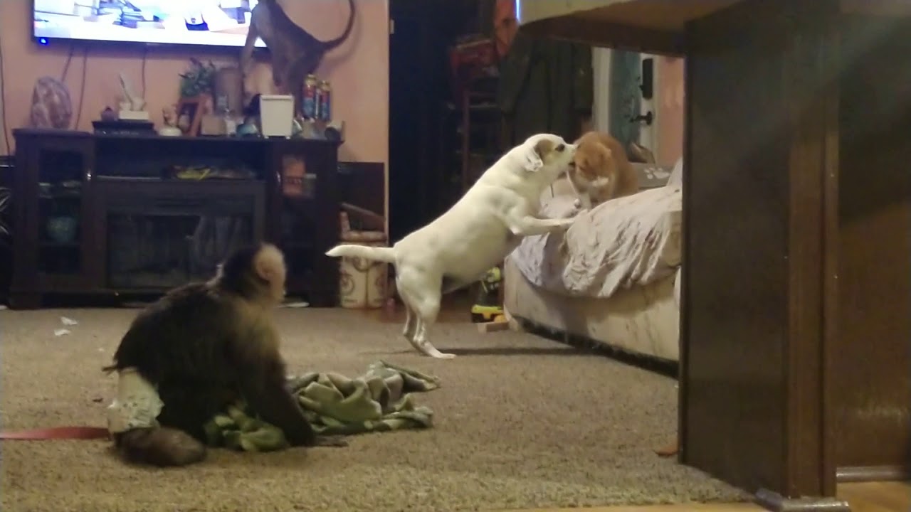 Jealous Monkey Demands Attention - YouTube