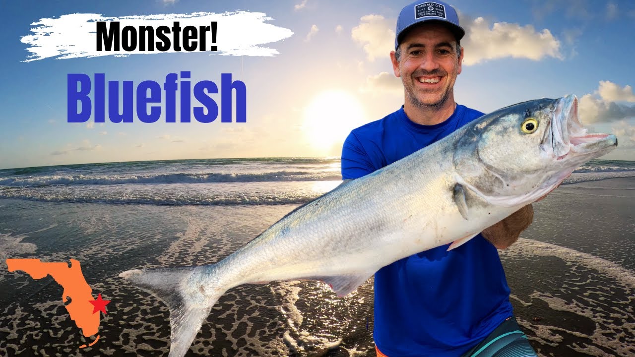 MONSTER Bluefish, Use THIS Bait, Rig and Tackle, Florida SURF Fishing ...