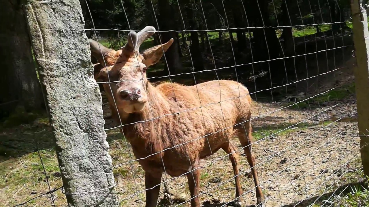 Ferma de Cerbi ~ Poiana Neamtului (Avrig) - YouTube