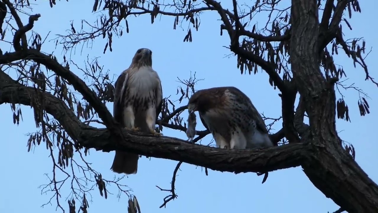 Red-tailed hawk eating a rat in Tompkins Square Park, NYC - YouTube