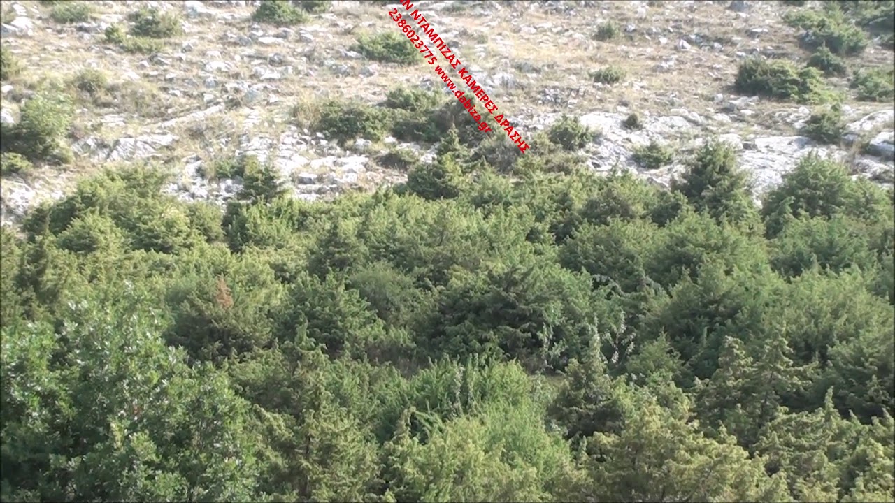 ΚΥΝΗΓΙ ΛΑΓΟΥ DABI 05 07 20 ΠΟΥ ΣΕ ΠΟΝΕΙ ΚΑΙ ΠΟΥ ΣΕ ΣΦΑΖΕΙ...5 φορές ο ...