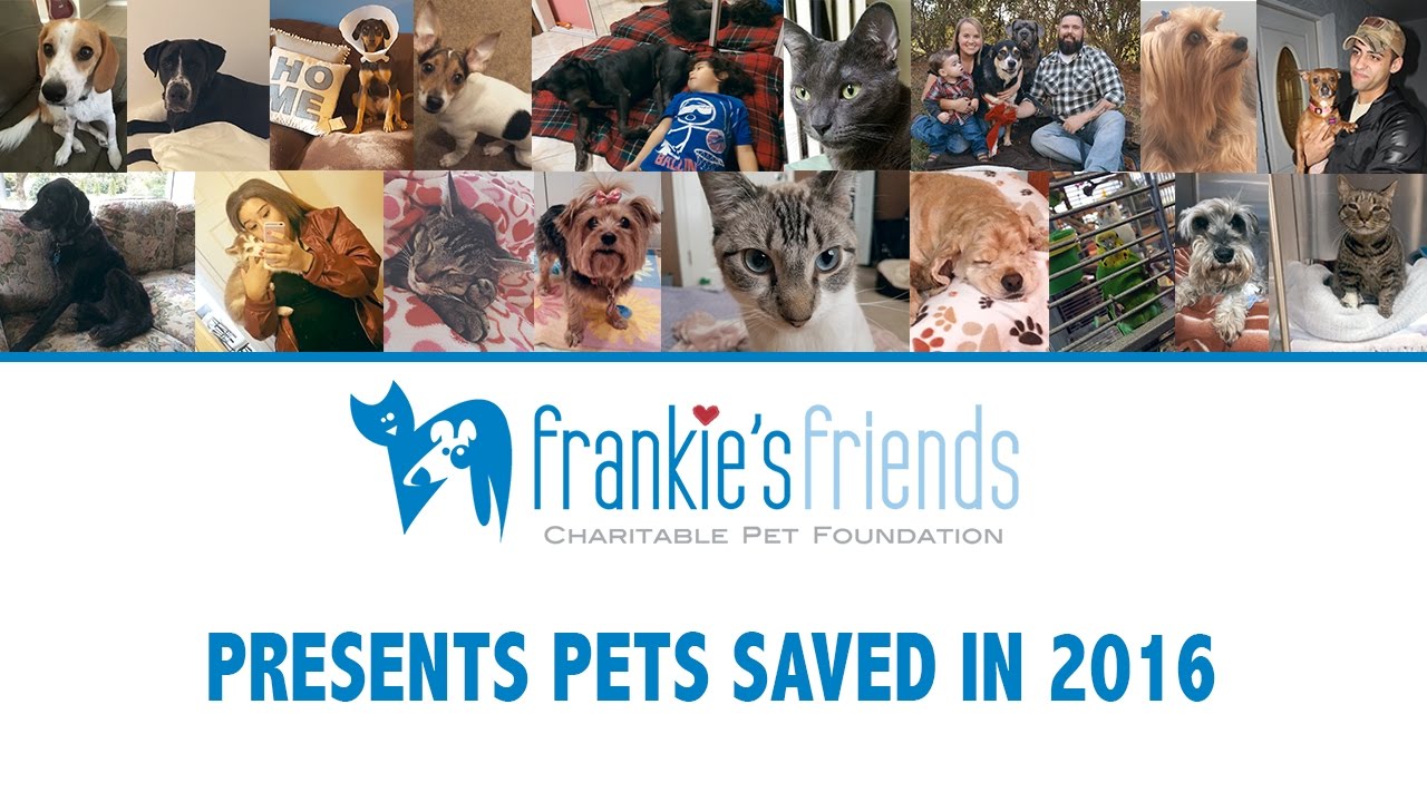 Frankie's Friends Pets Saved in 2016 - YouTube