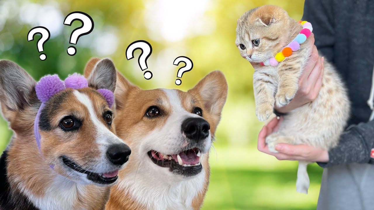 Our dogs got a kitten! - YouTube