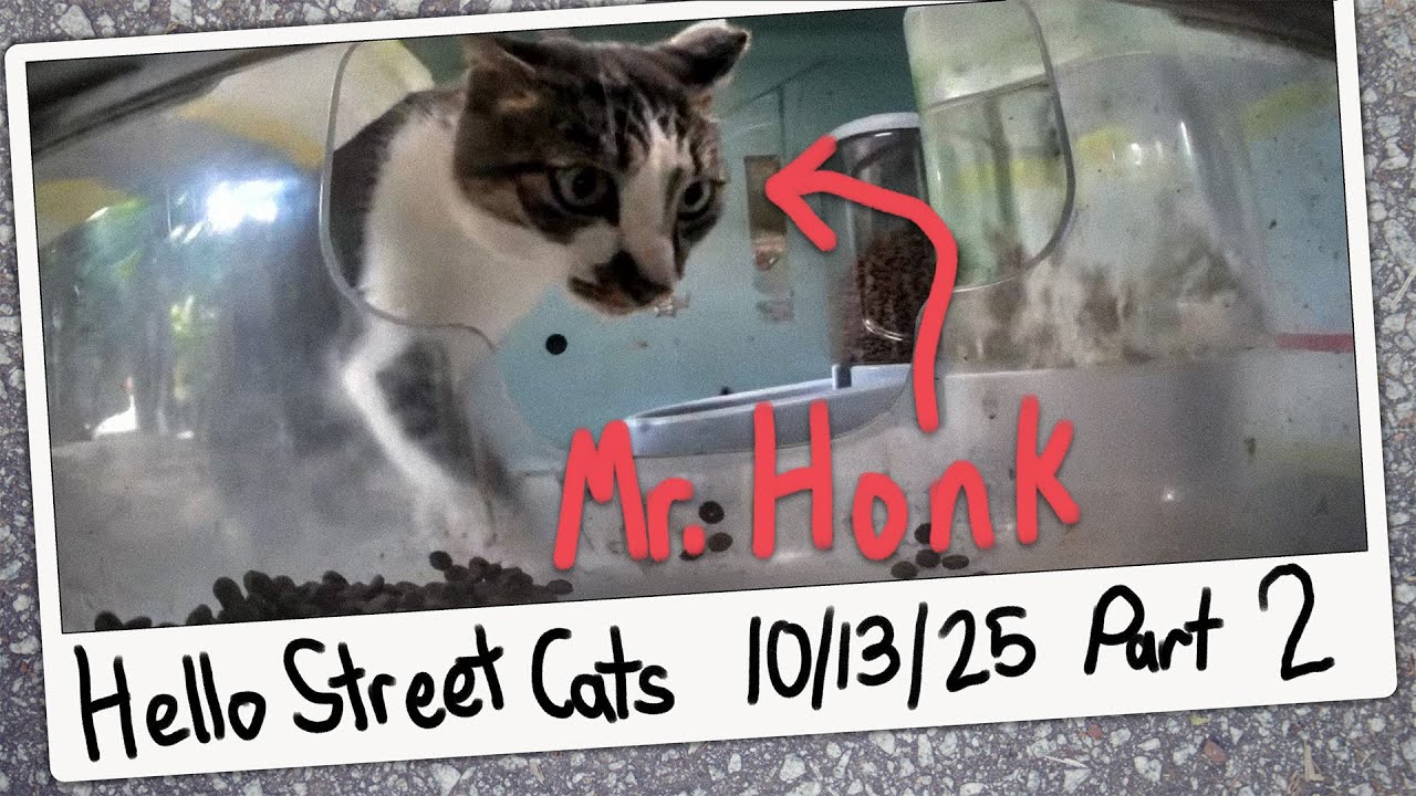 Curious Mr. Honk Analyzes Happy Canteen Contents! 😺💞 Hello Street Cat ...