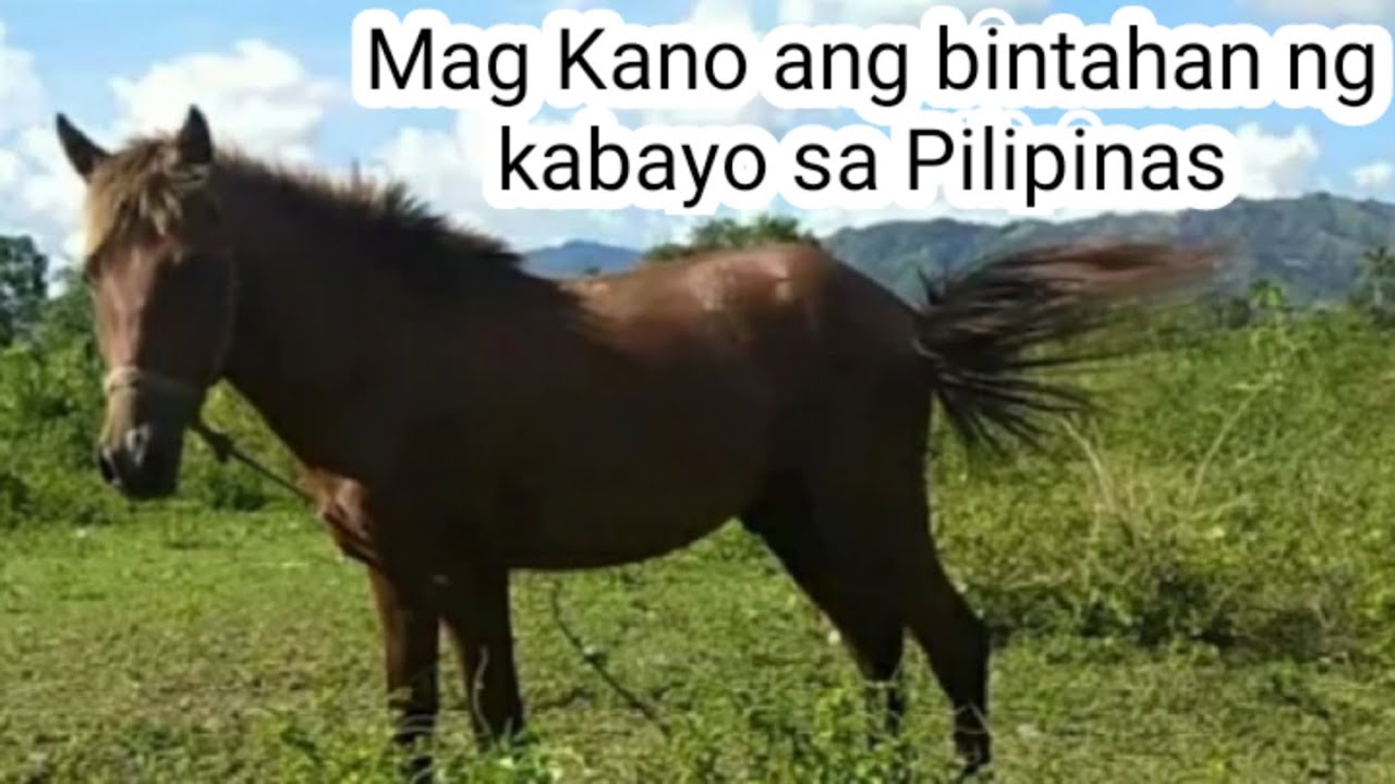 ANG BINTAHAN NG KABAYO SA PILIPINAS - YouTube