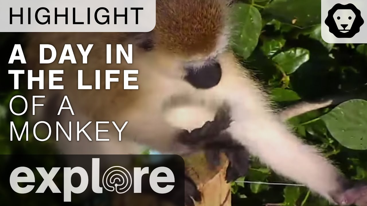 A Day in the Life of Monkeys - Live Cam Highlight - YouTube