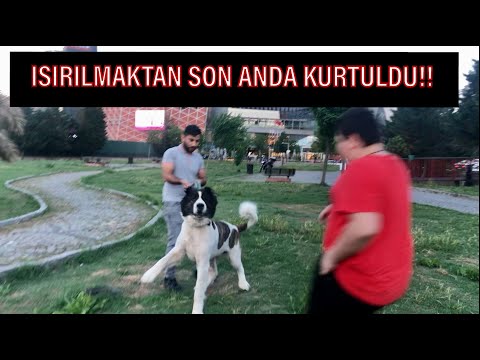 KÖPEK SAHİBİNİ NASIL KORUR? | VOLKODAV VS KANGAL