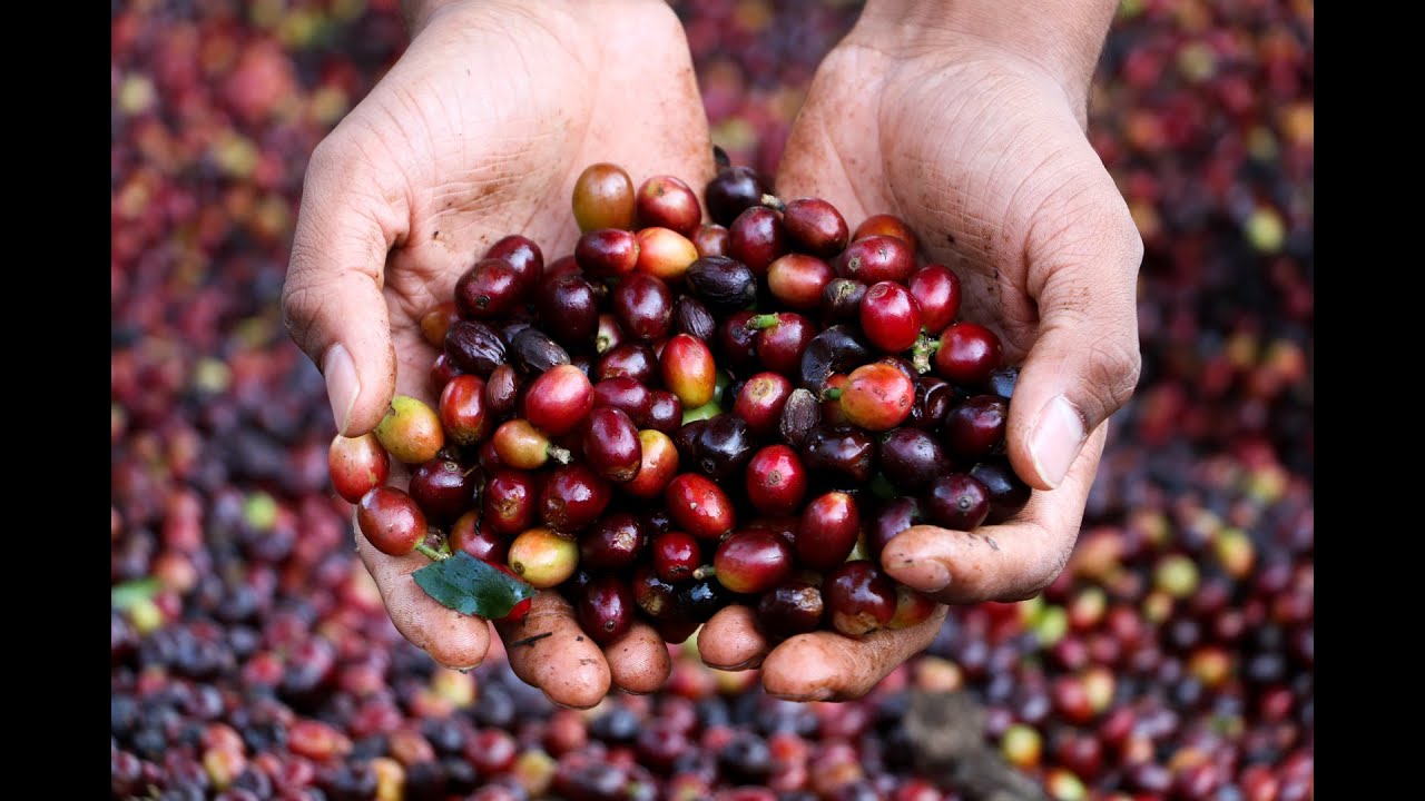 Balur Estate - An Indian Coffee Farm and Homestay Resort - YouTube