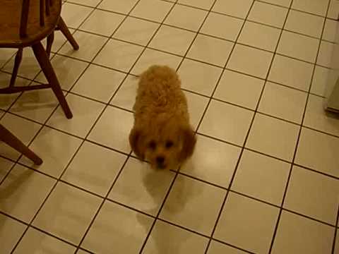 4mo Cockapoo puppy learning sit, down, and up - YouTube