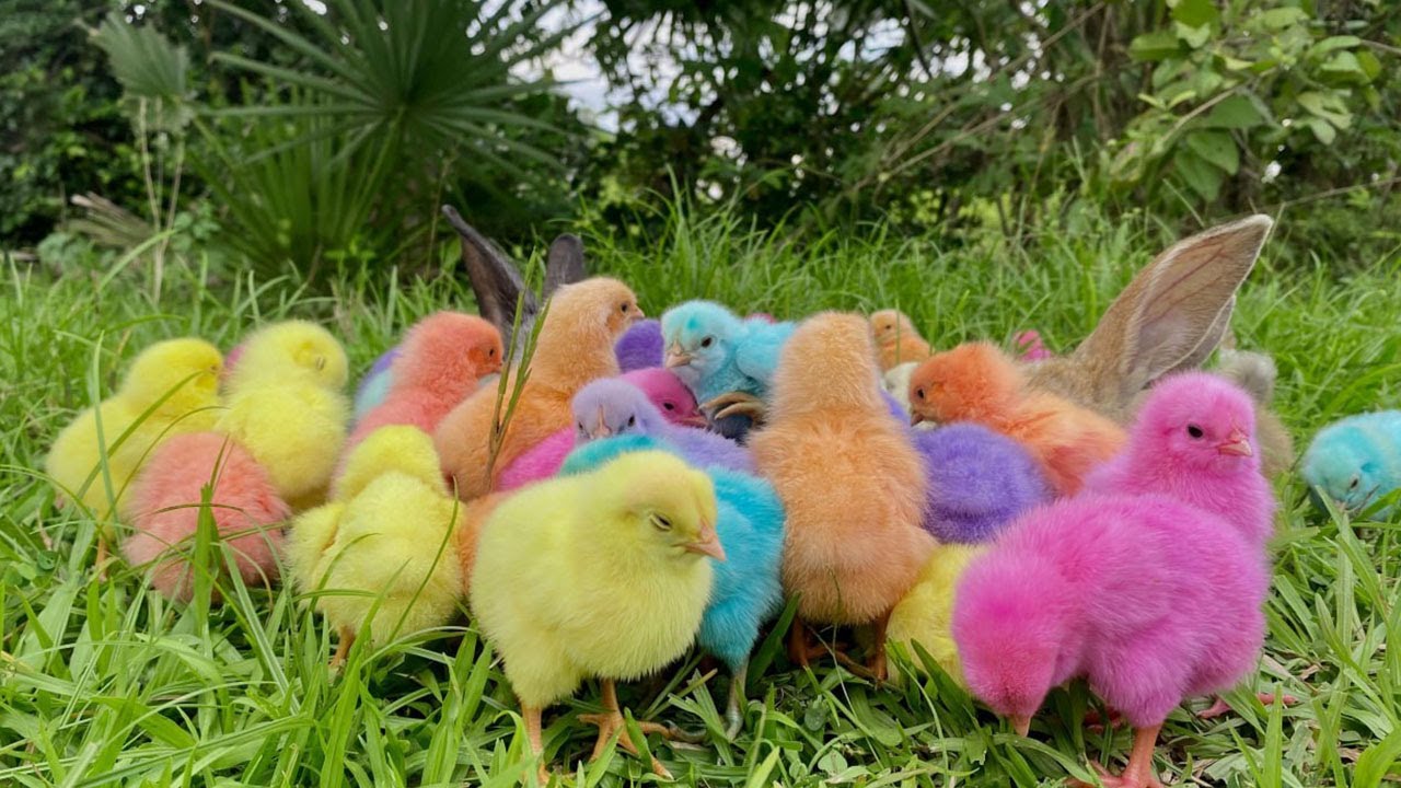 Catch cute chickens and ducks colorful ,multicolored chicken, rainbow ...