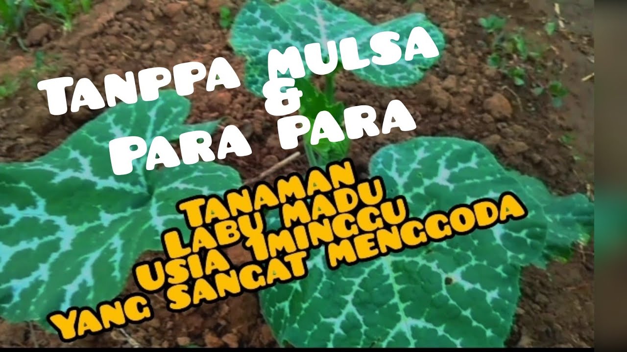 Tanaman LABU MADU,usia 1minggu hst,Tanpa Mulsa tanpa para para, #petani ...