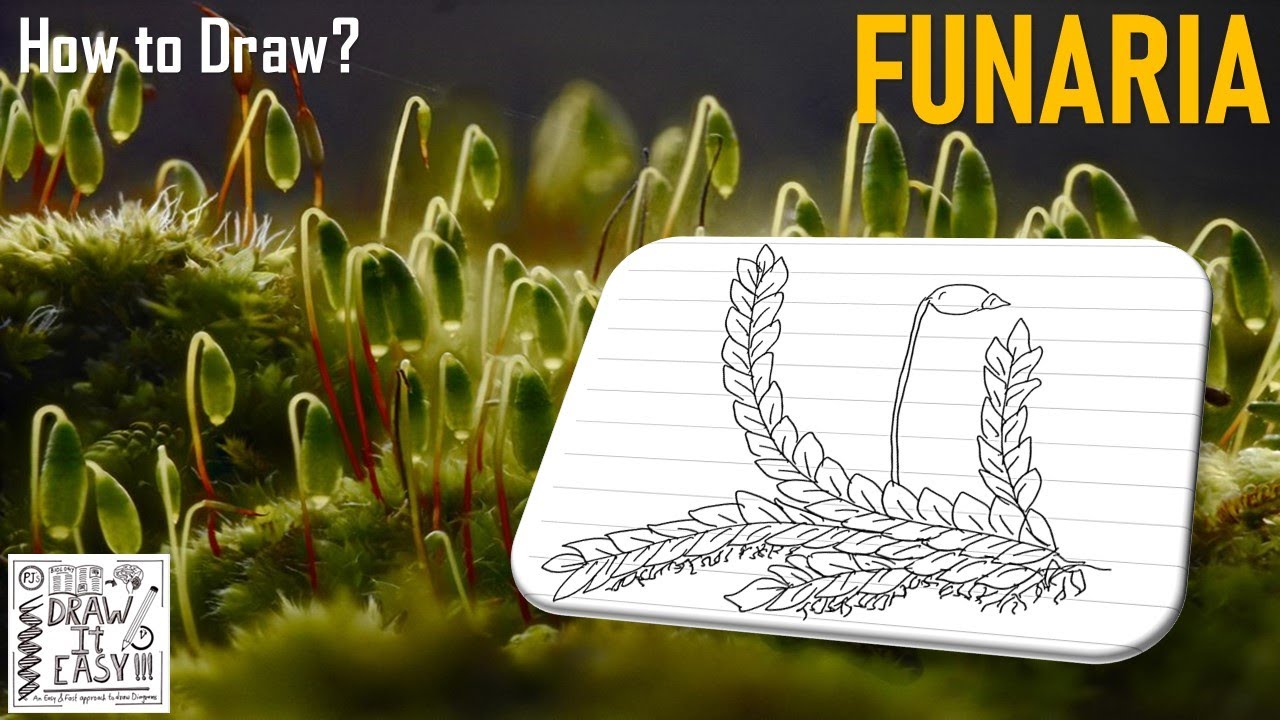 How to Draw Funaria | Class 9 | Class 11 | Biology Diagrams Exam Guide ...