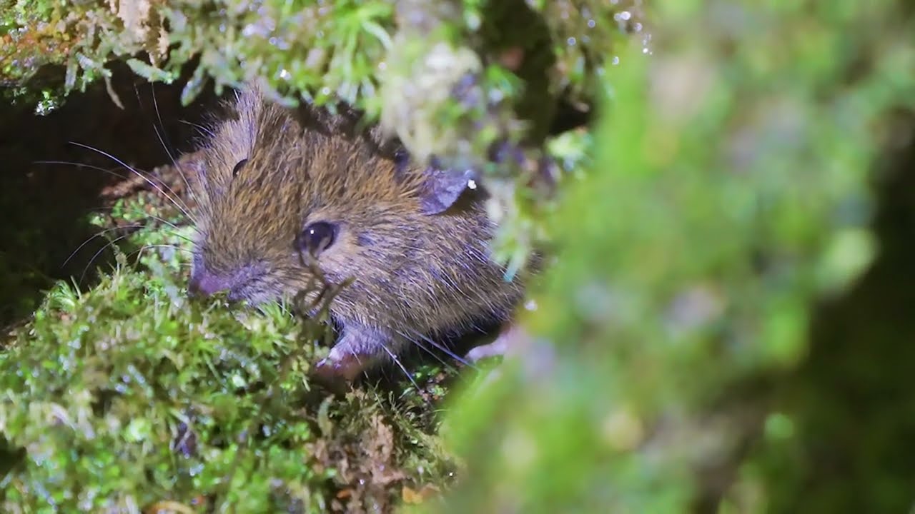 アマミトゲネズミ Ryukyu spiny rat 奄美大島 - YouTube
