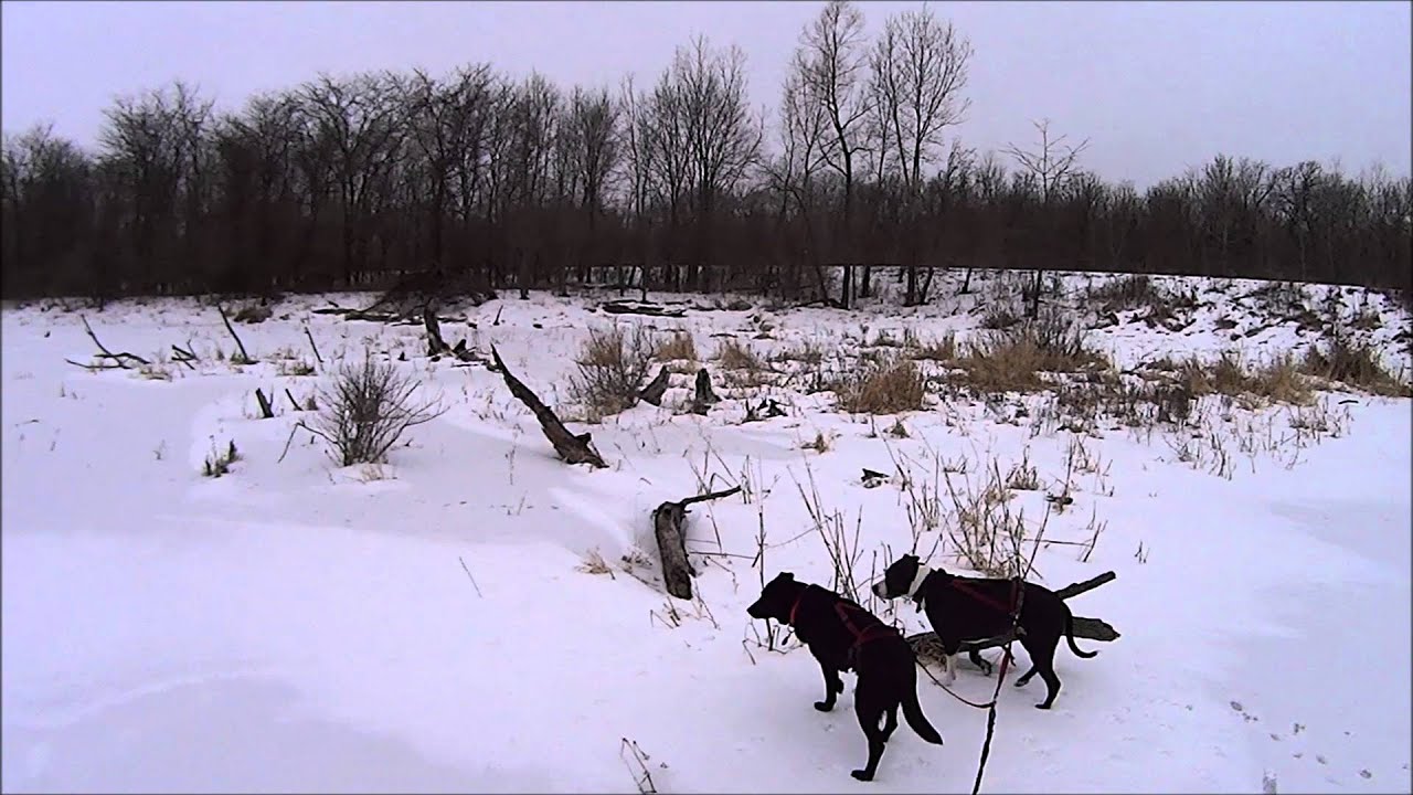 Skate joring - YouTube