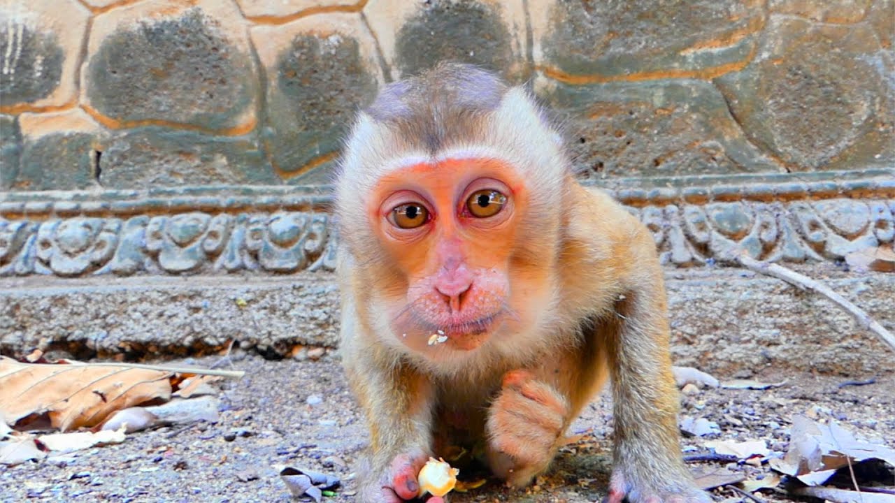 Amazing funny...My idol monkey SARO make his face look so cutest not ...