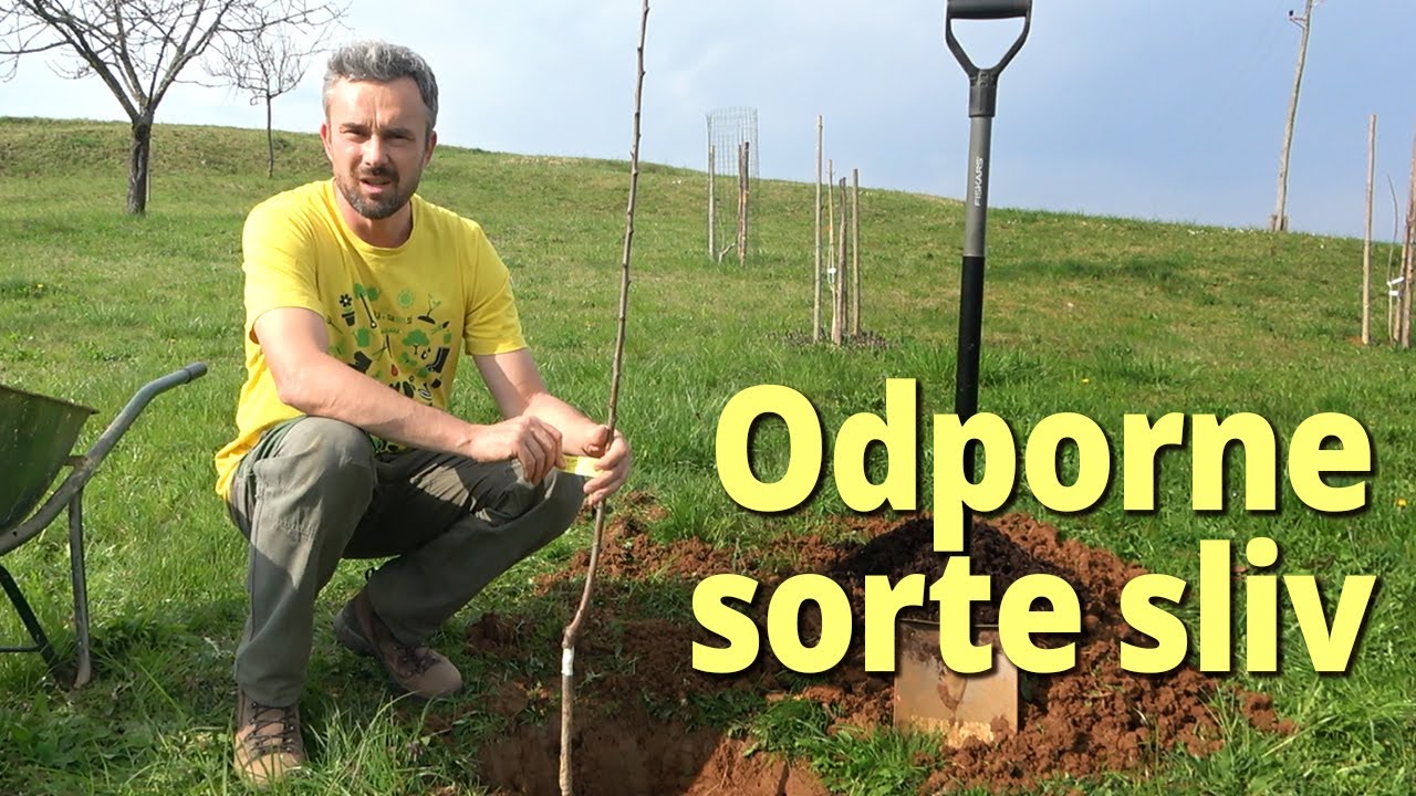 Odporne sorte sliv - YouTube
