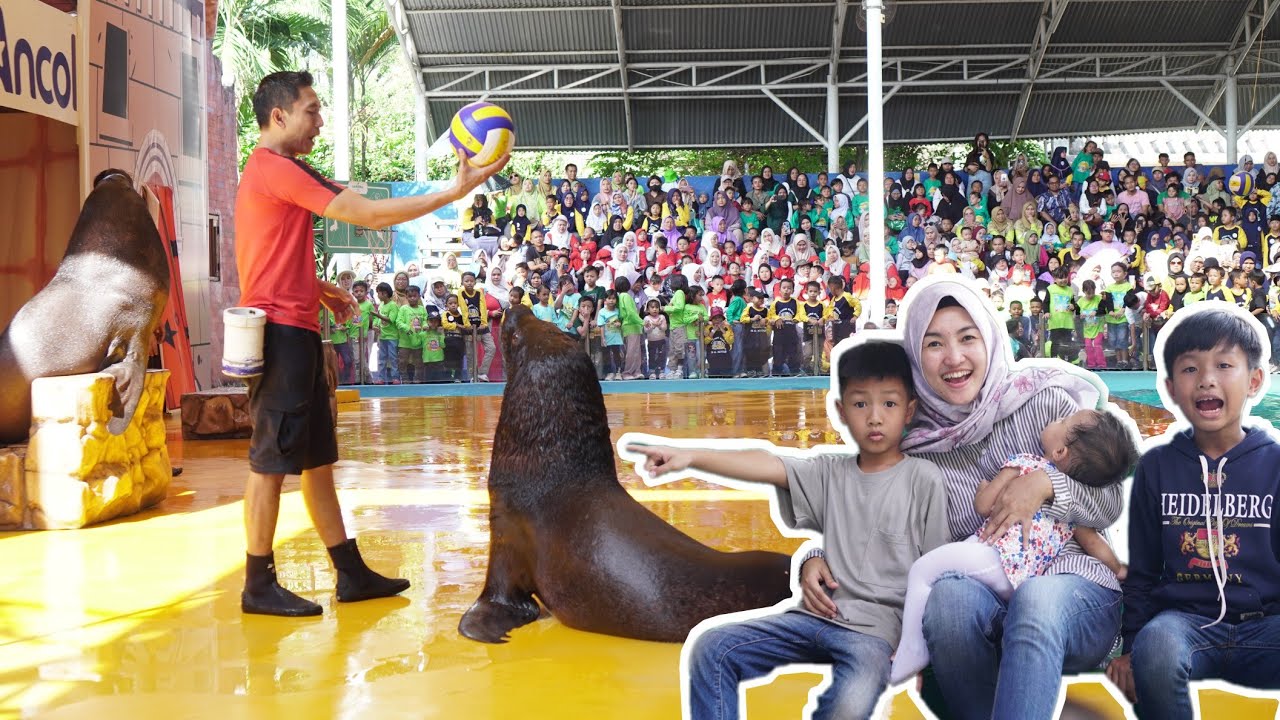 SENANG NONTON PERTUNJUKAN SINGA LAUT DI ANCOL ️ | Davino Vlog - YouTube