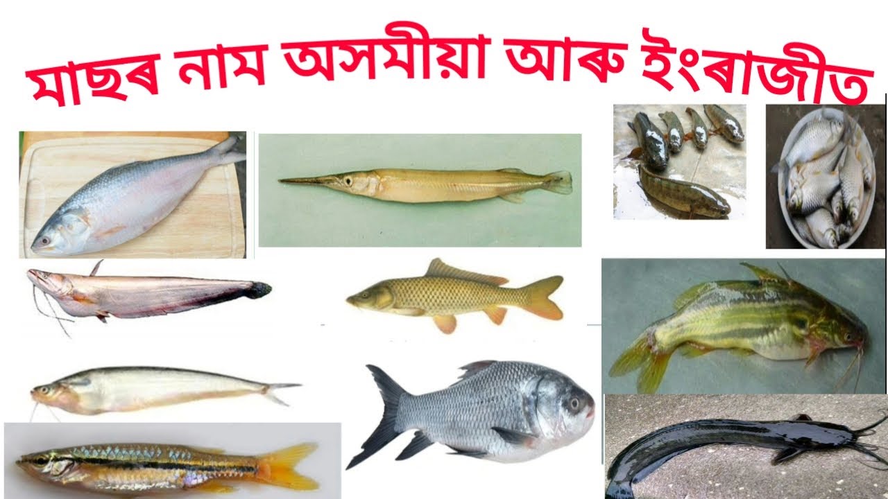 Fish name in English & Assamese/মাছৰ নাম অসমীয়া আৰু ইংৰাজীত - YouTube