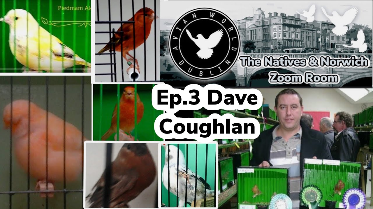 #3 Feather Types & Mutations w/ Dave Coughlan | The Natives and Norwich ...