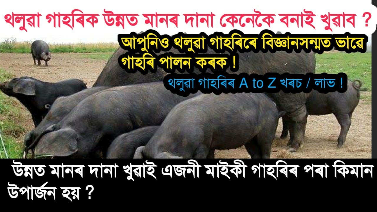 Pig Farm In Assam / থলুৱা গাহৰিৰ বাবে উন্নত মানৰ দানা / Local Pig ...