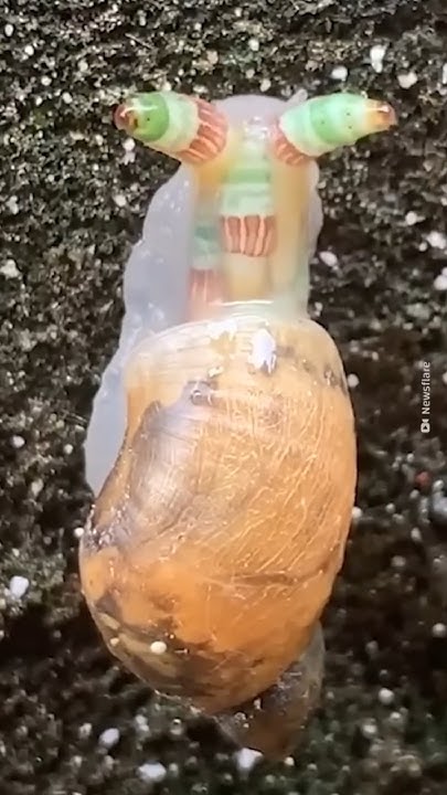 ZOMBIE SNAIL 🐌 - YouTube