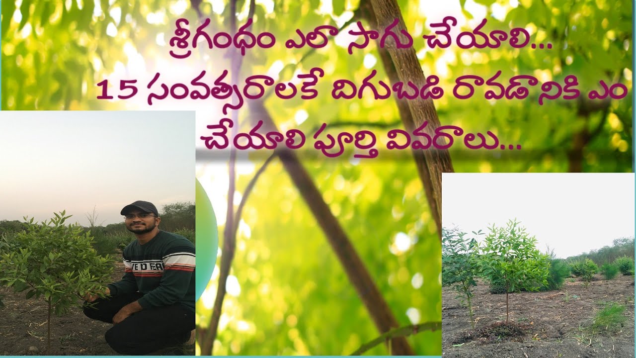 srigandham cultivation/sandalwood farming .. How to grow them in black ...