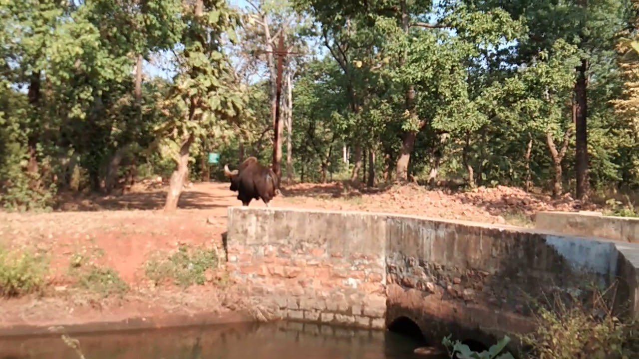 Ghodazari jangal safari - YouTube