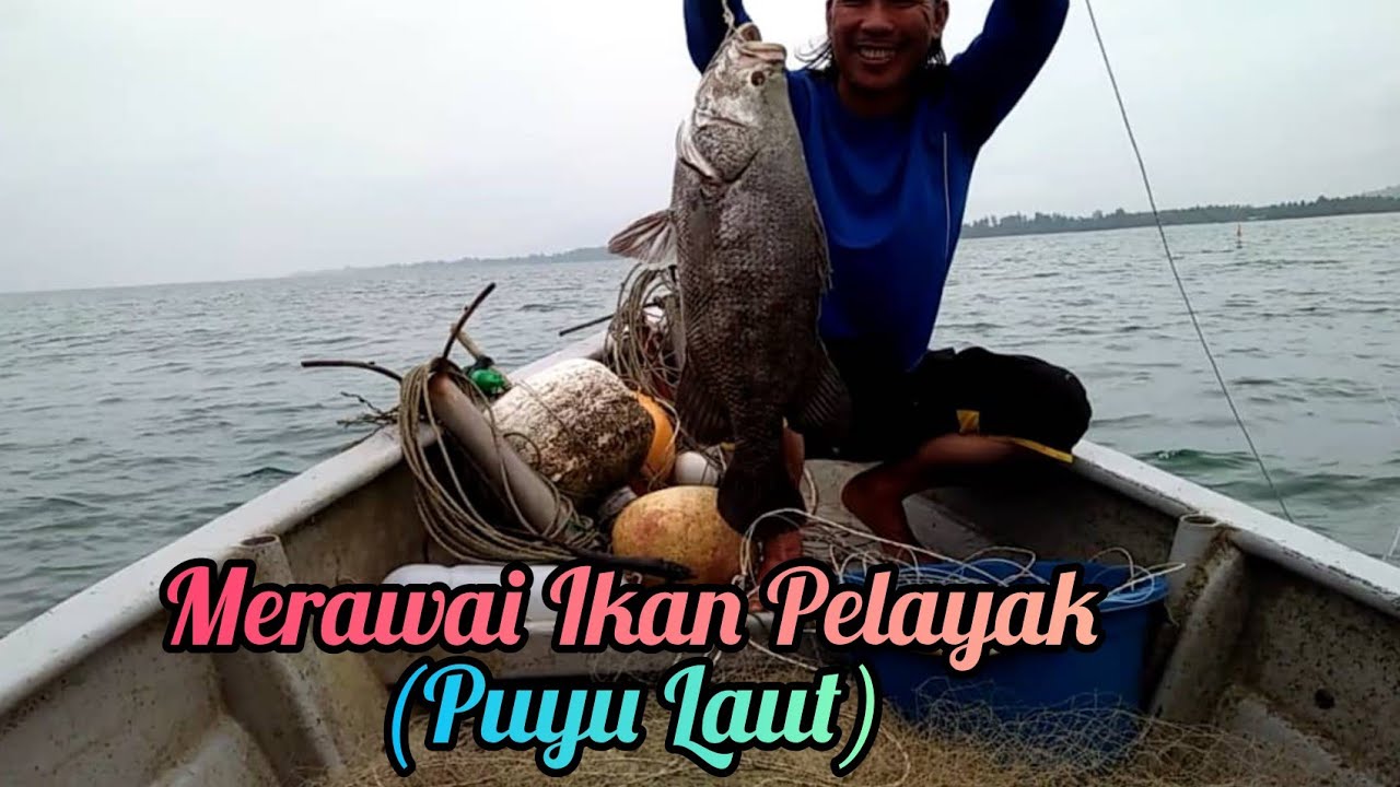 Merawai Ikan Pelayak (Puyu Laut) - YouTube